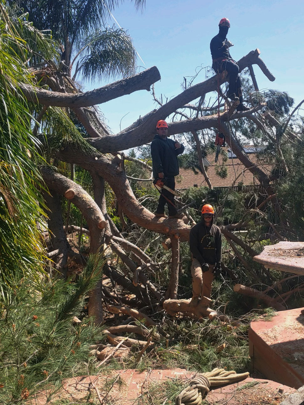 Gallery – Peninsula Tree Care, Inc.